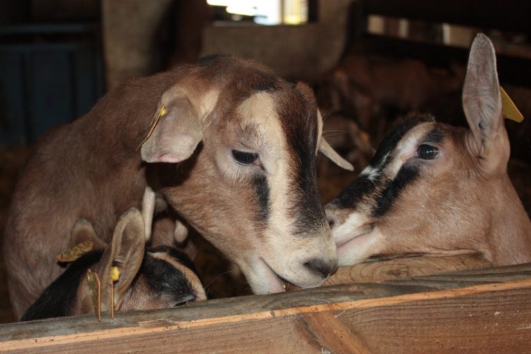 Goat Enrichment: The Importance of Mental Health - Goat Journal